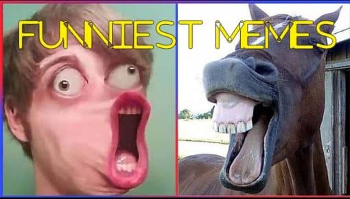 Funniest Memes